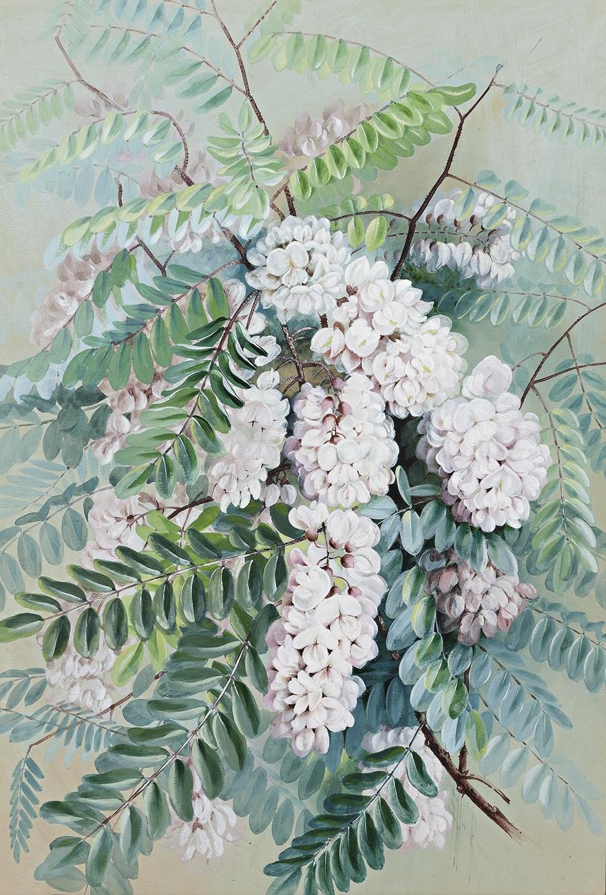 CLAMMY LOCUST (ROBINIA VISCÒSA) | Deutscher and Hackett