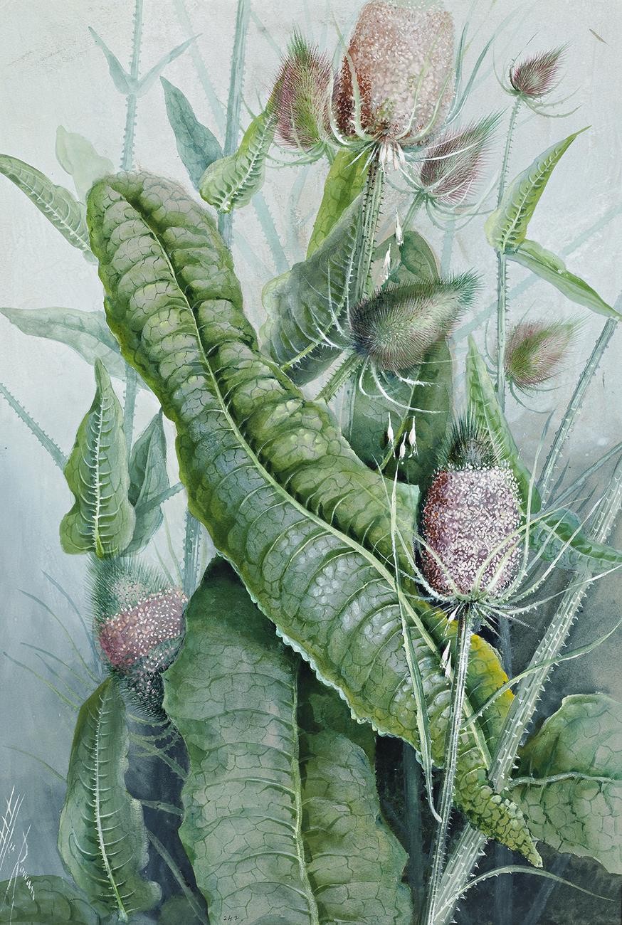 TEASEL (DIPSACUS FULLONUM) | Deutscher and Hackett